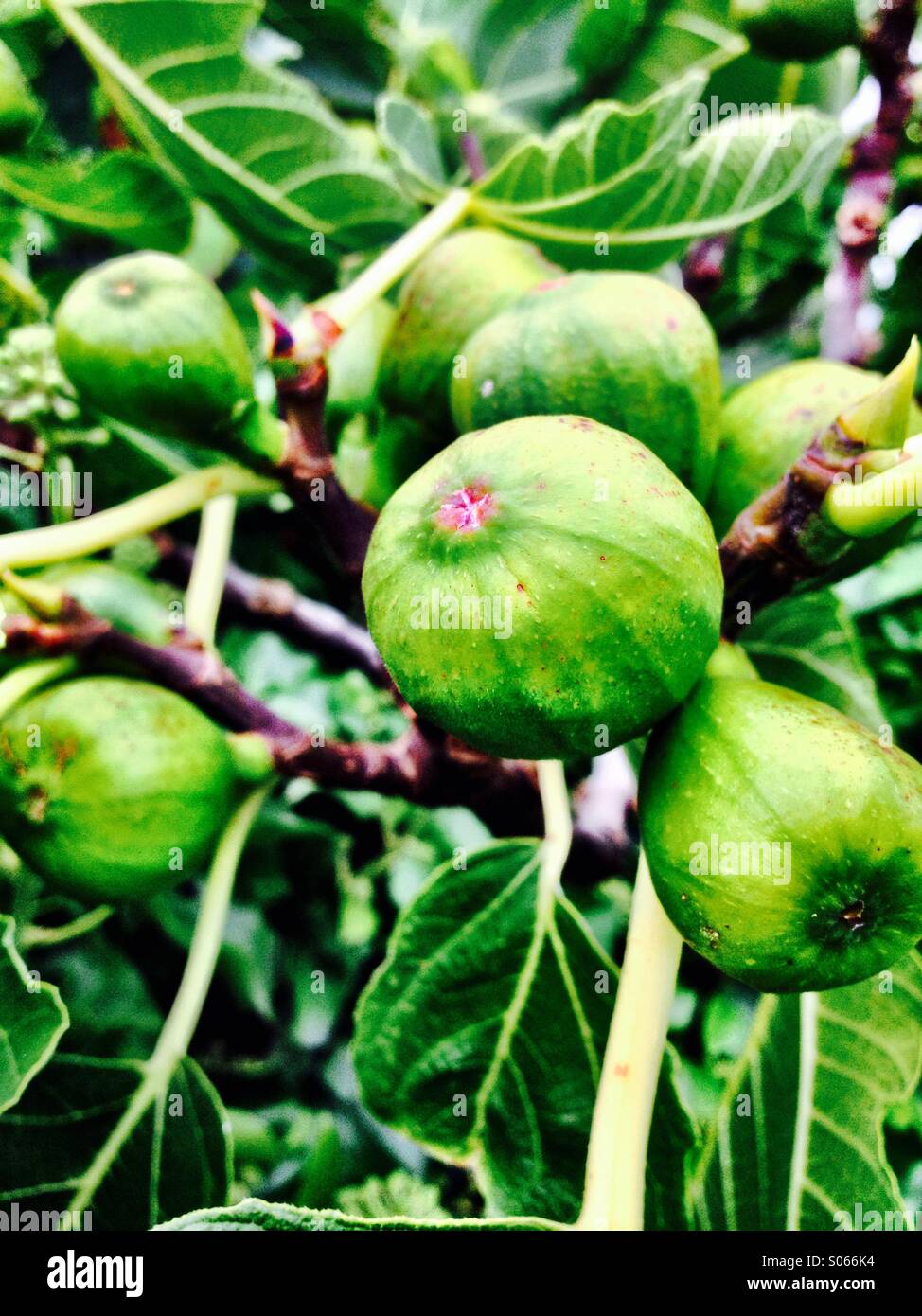 Figs growing tree hi-res stock photography and images - Alamy