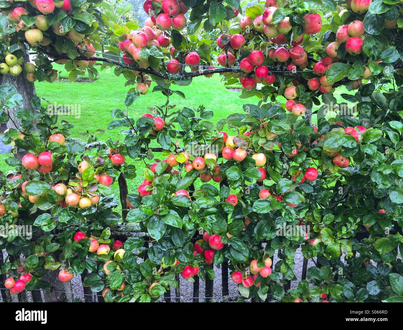 Apple apples orchard hi-res stock photography and images - Alamy