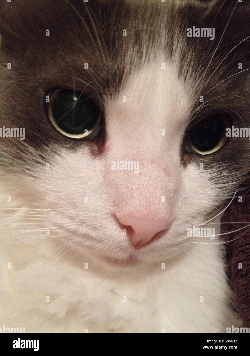 Persan cat hi-res stock photography and images - Alamy