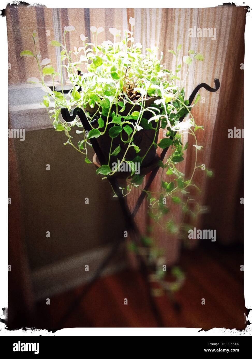 A house plant growing next to a sunny window Stock Photo - Alamy