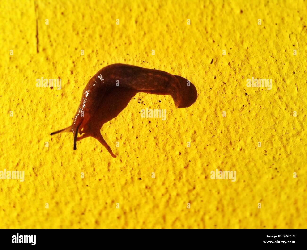 Slug on yellow painted wall Stock Photo - Alamy