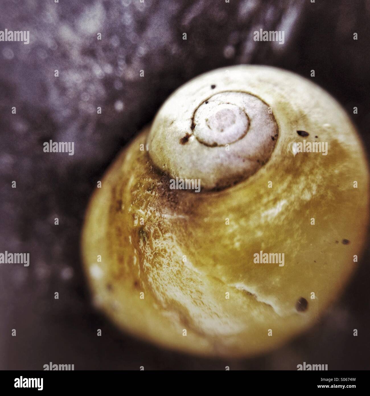 Winkle shell hi-res stock photography and images - Alamy