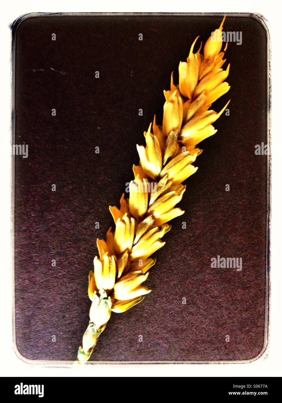 Wheat stalk hi-res stock photography and images - Alamy