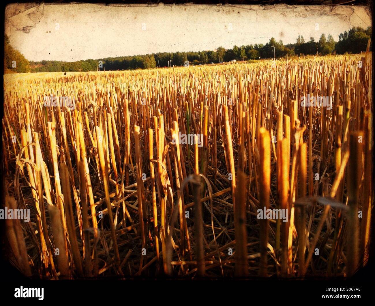 Harvest Yellow Cornfield High Resolution Stock Photography and Images ...