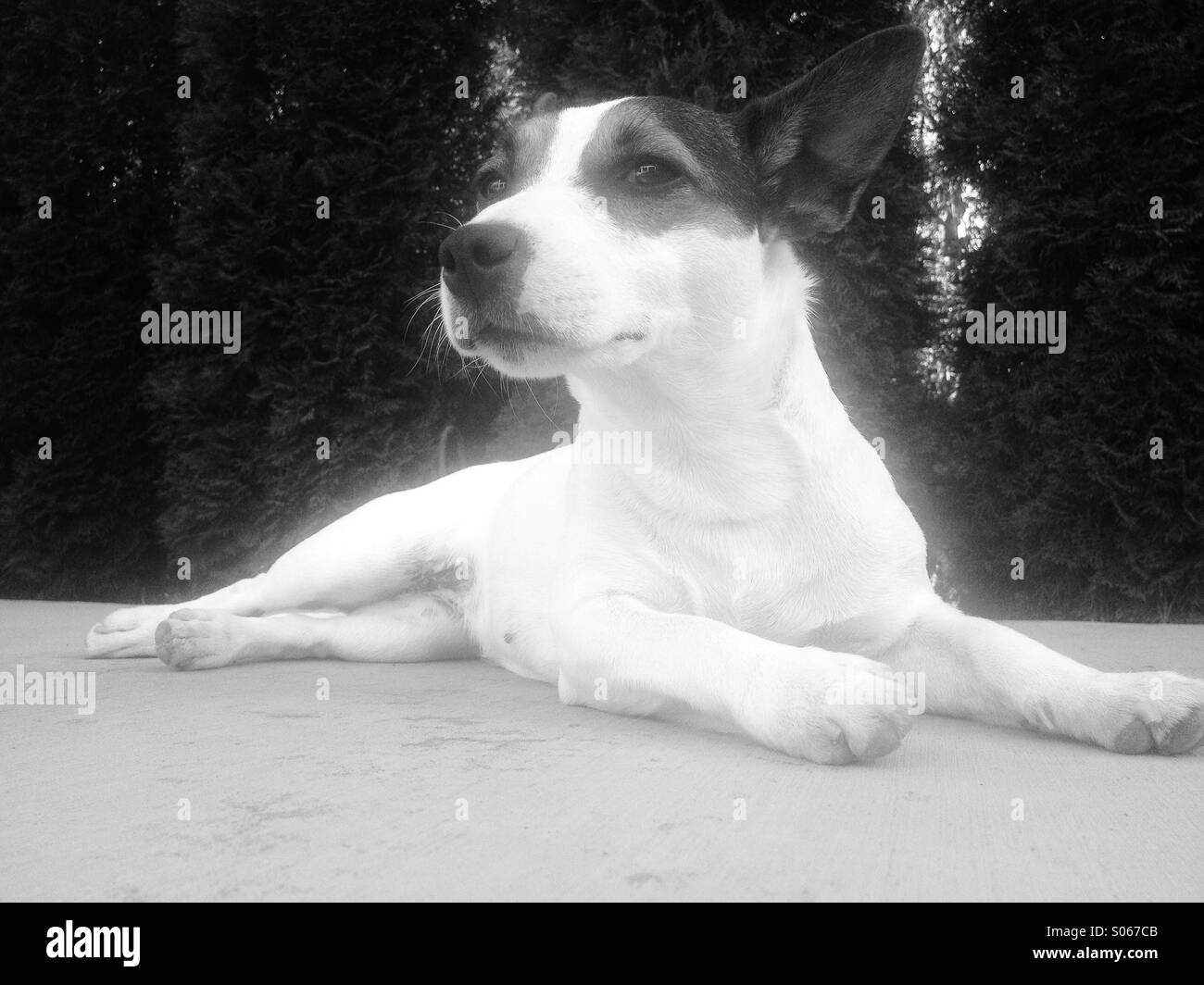 One-year-old Jack Russell Terrier in black and white Stock Photo - Alamy