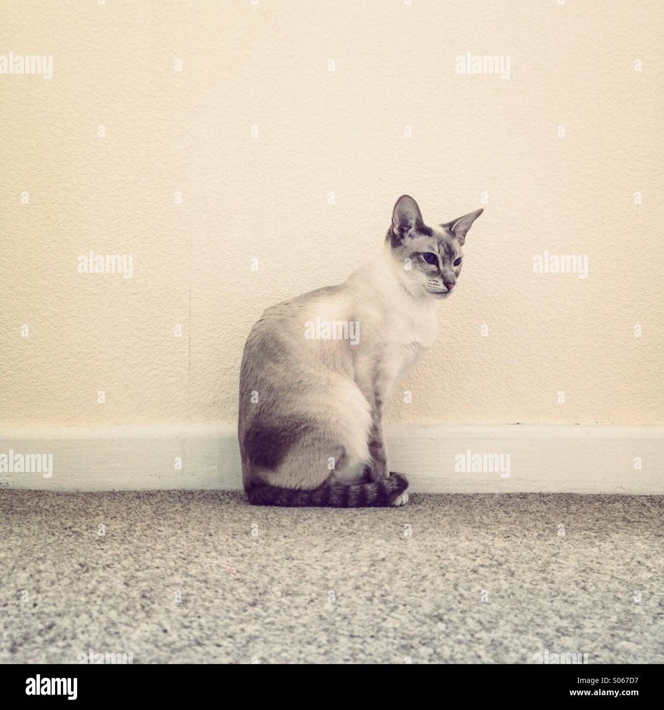 Siamese cat hi-res stock photography and images - Alamy