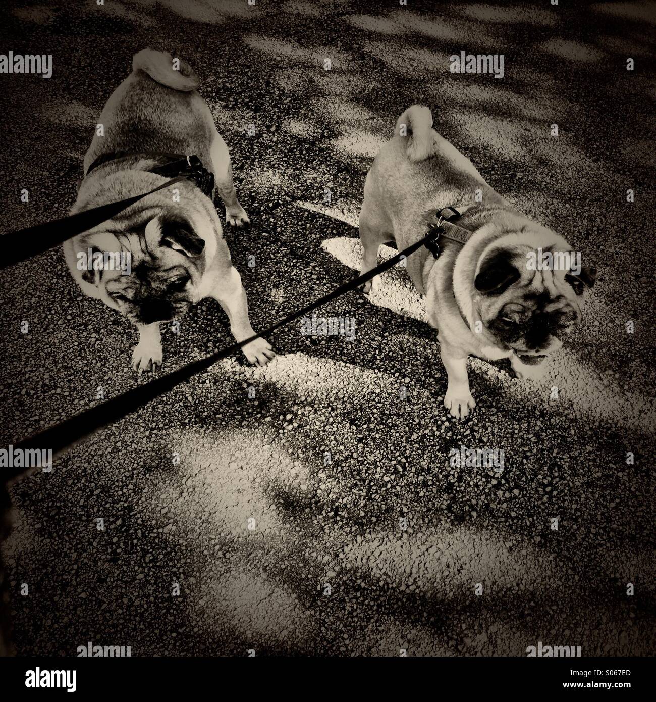 Two pugs on leashes Stock Photo - Alamy