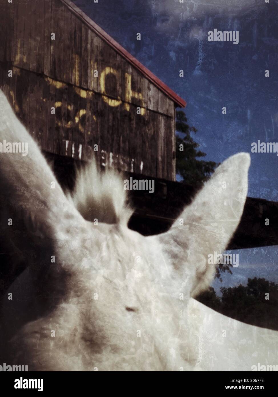 Mammoth donkey photobomb Stock Photo - Alamy