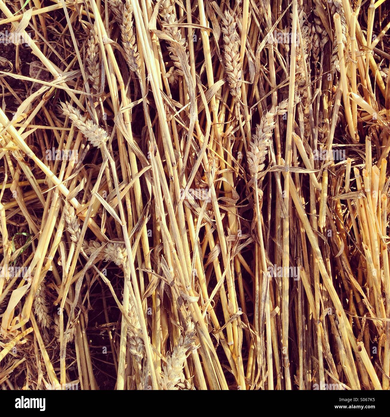 Cut corn field hi-res stock photography and images - Alamy