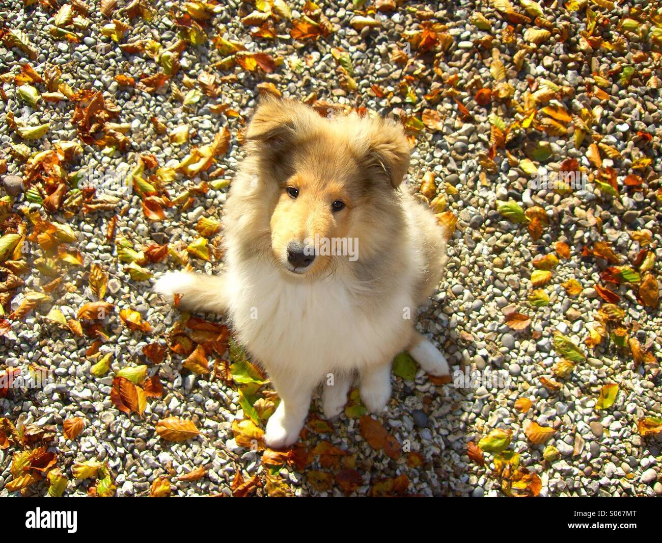 Lassie collie hi-res stock photography and images - Alamy