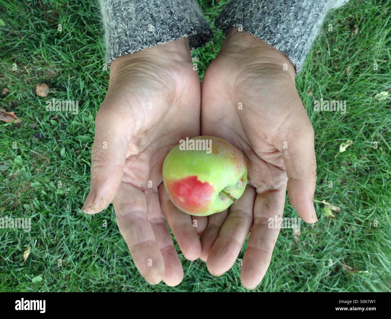 Working Apple Farm High Resolution Stock Photography and Images - Alamy