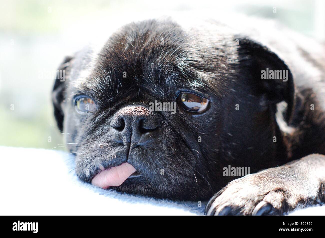 Black Pug Stock Photos & Black Pug Stock Images - Alamy