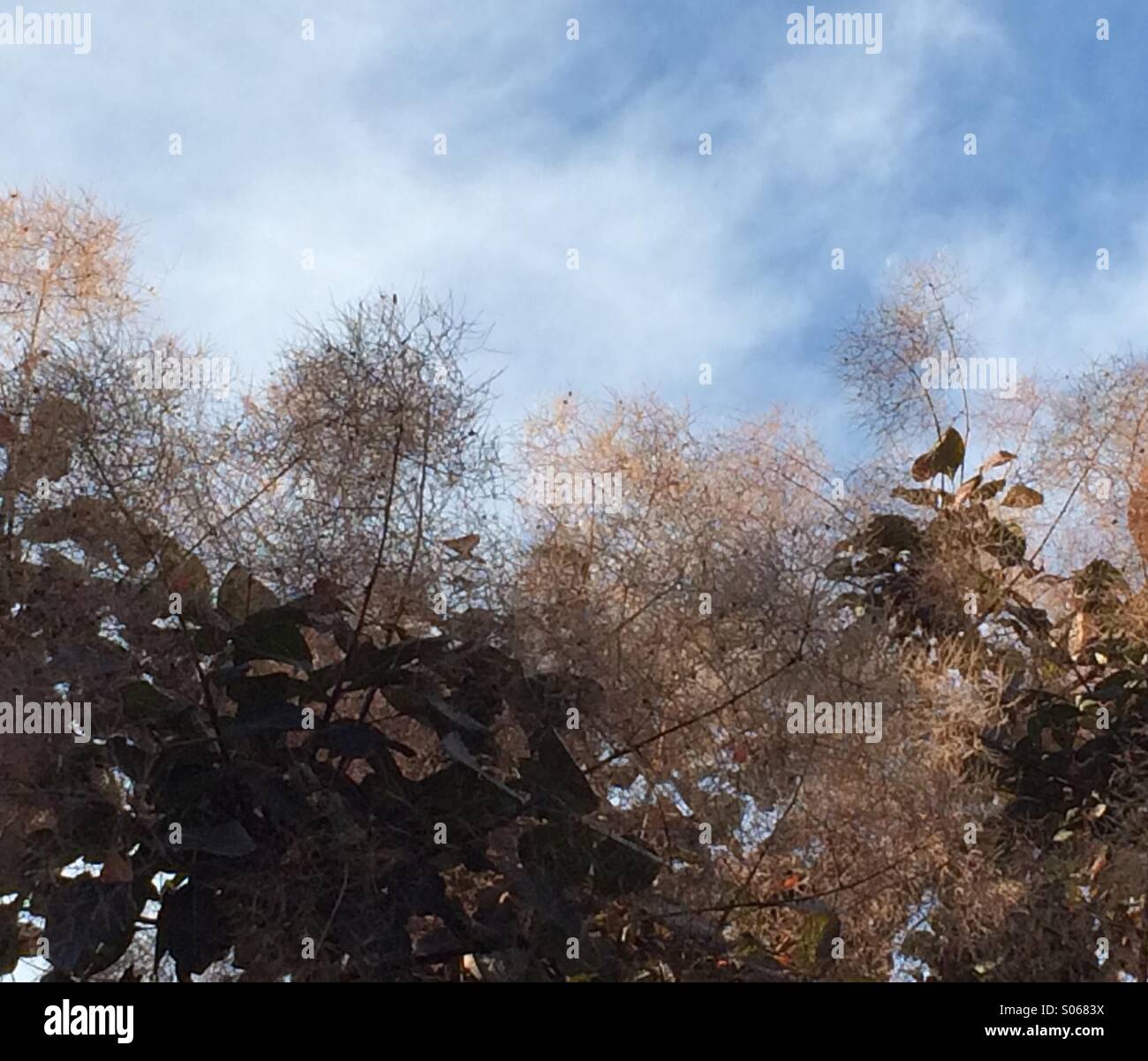 Fuzzy tree hi-res stock photography and images - Alamy