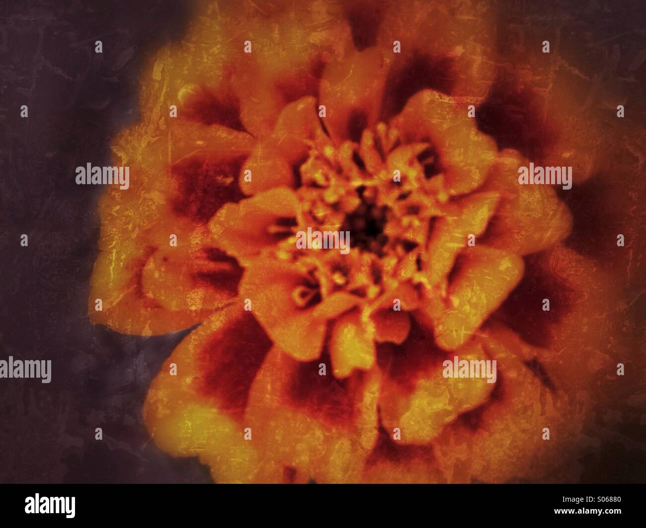 Marigold High Resolution Stock Photography and Images - Alamy