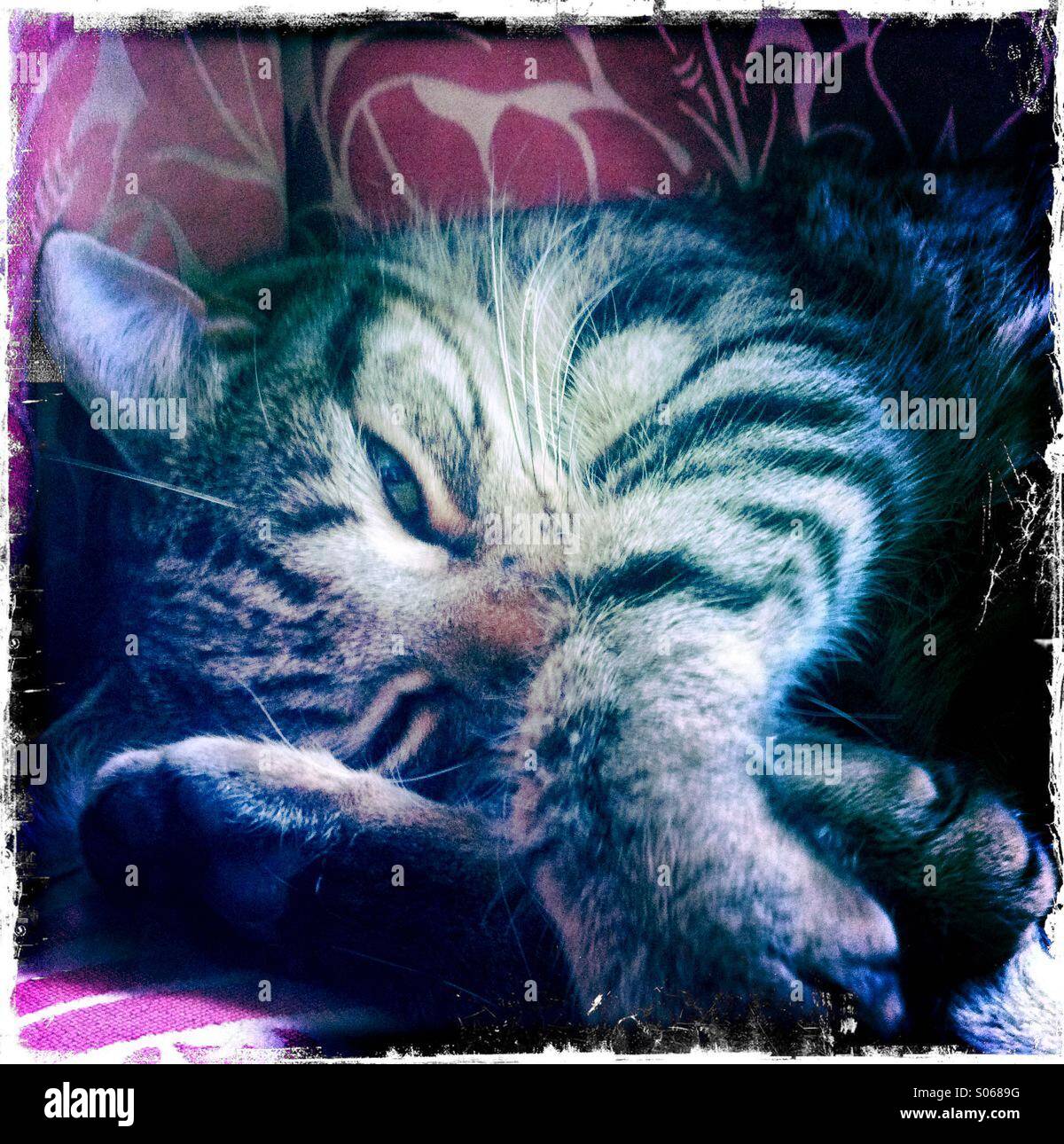Tabby cat half awake on a chair Stock Photo - Alamy