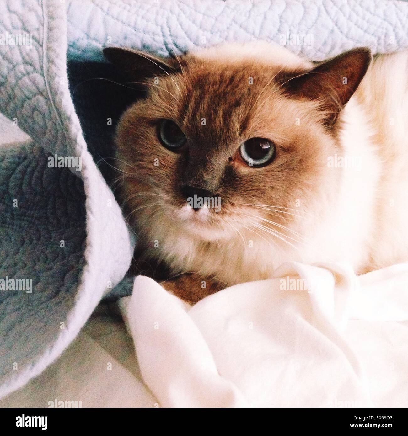 Buster the rag doll cat Stock Photo - Alamy