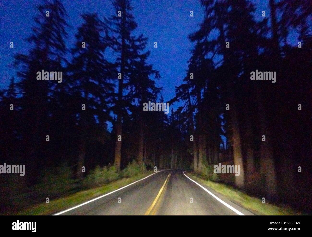 Night Forest Highways