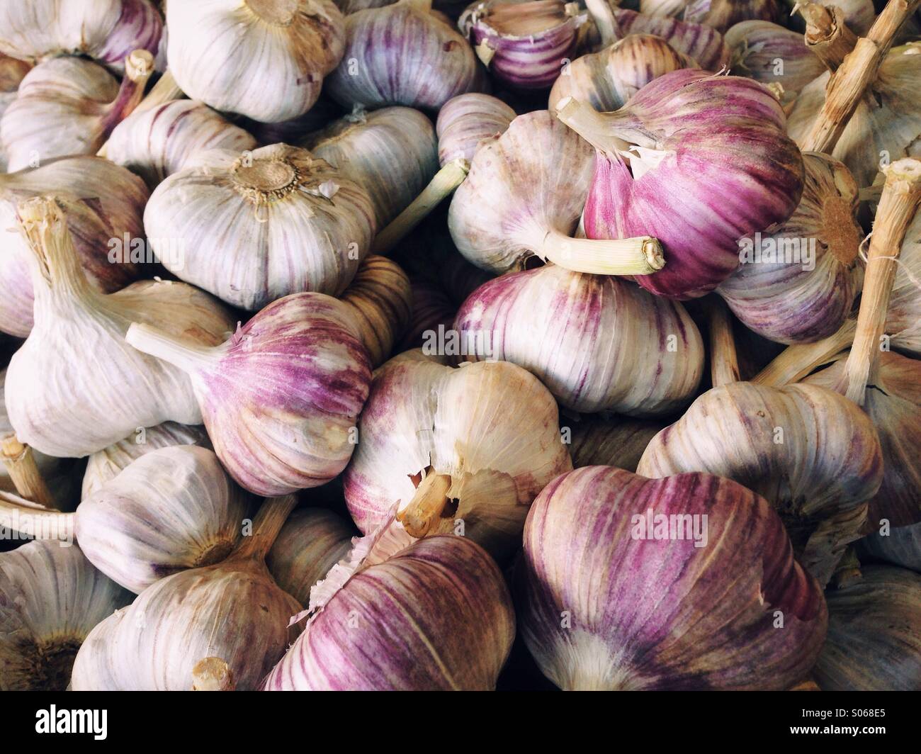 A bunch of farm fresh bulbs of garlic Stock Photo - Alamy