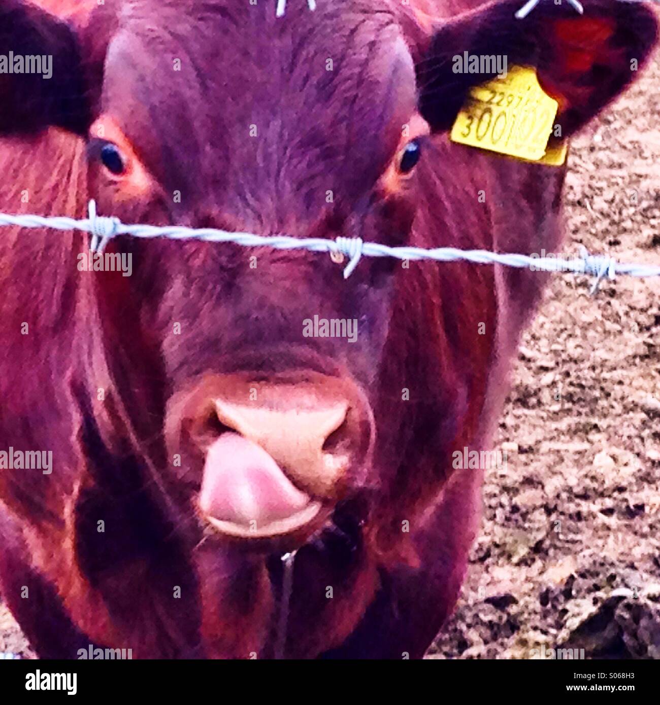 Red Poll Stock Photos & Red Poll Stock Images - Alamy