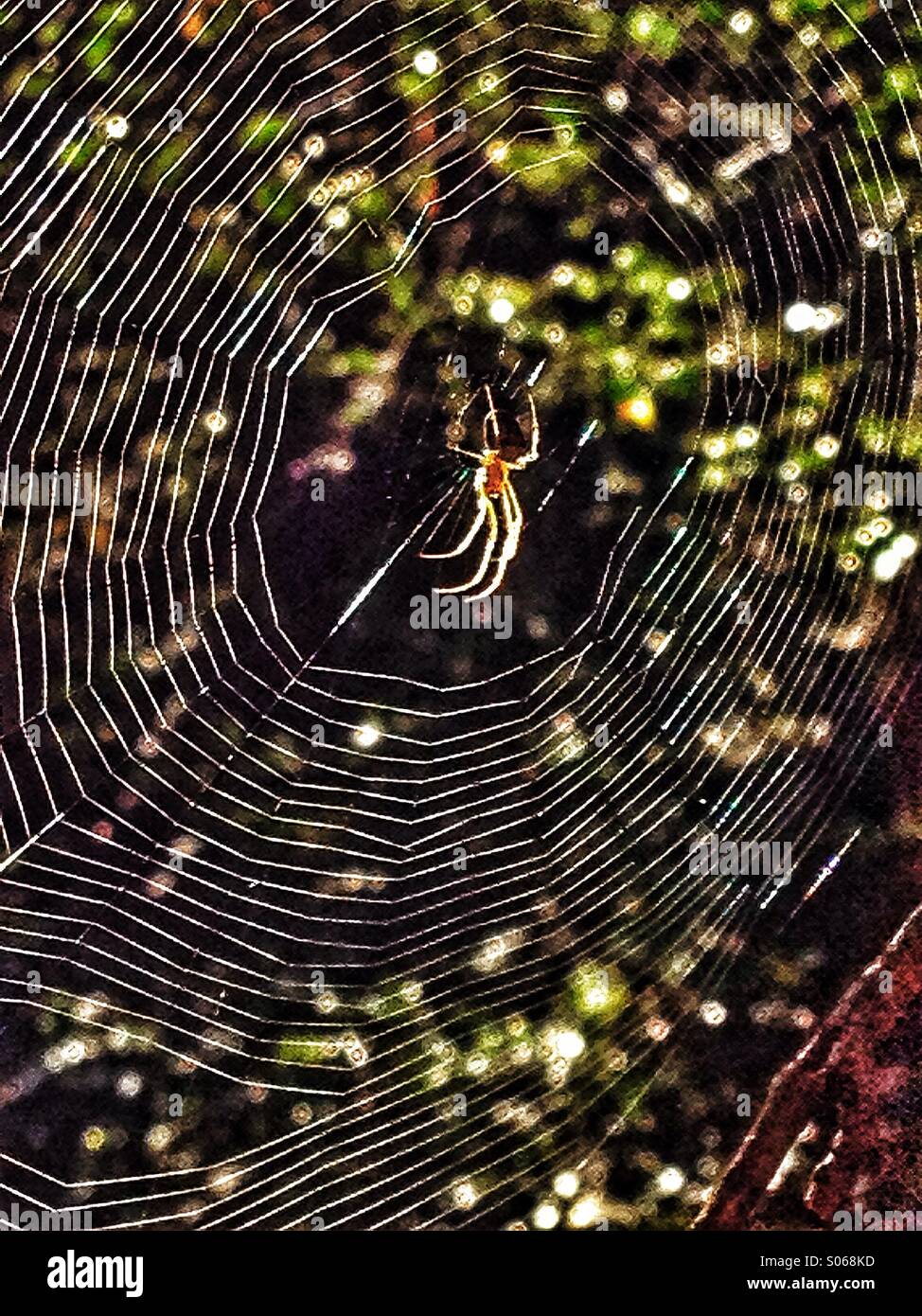 Spider and trees hi-res stock photography and images - Alamy