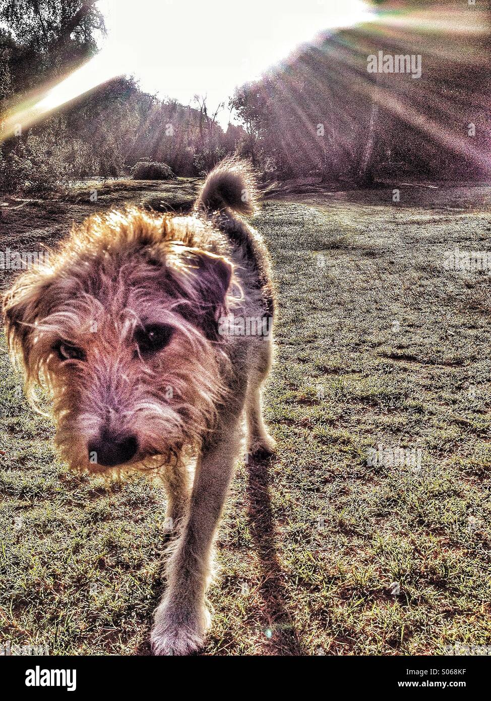 Dog behind camera hi-res stock photography and images - Alamy