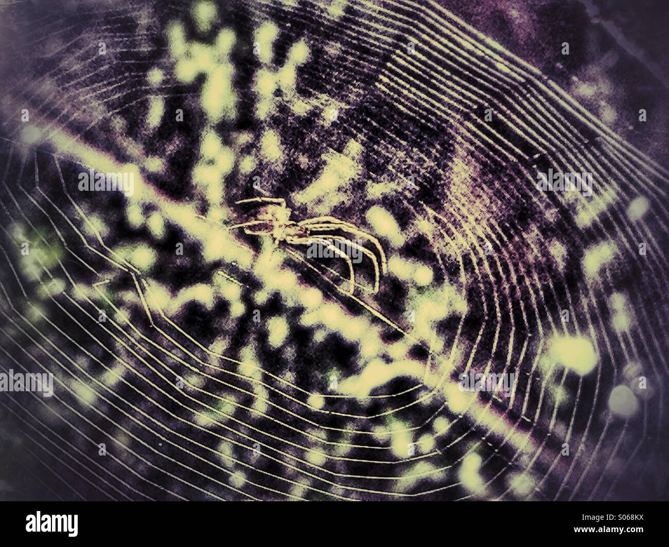 Web walking hi-res stock photography and images - Alamy
