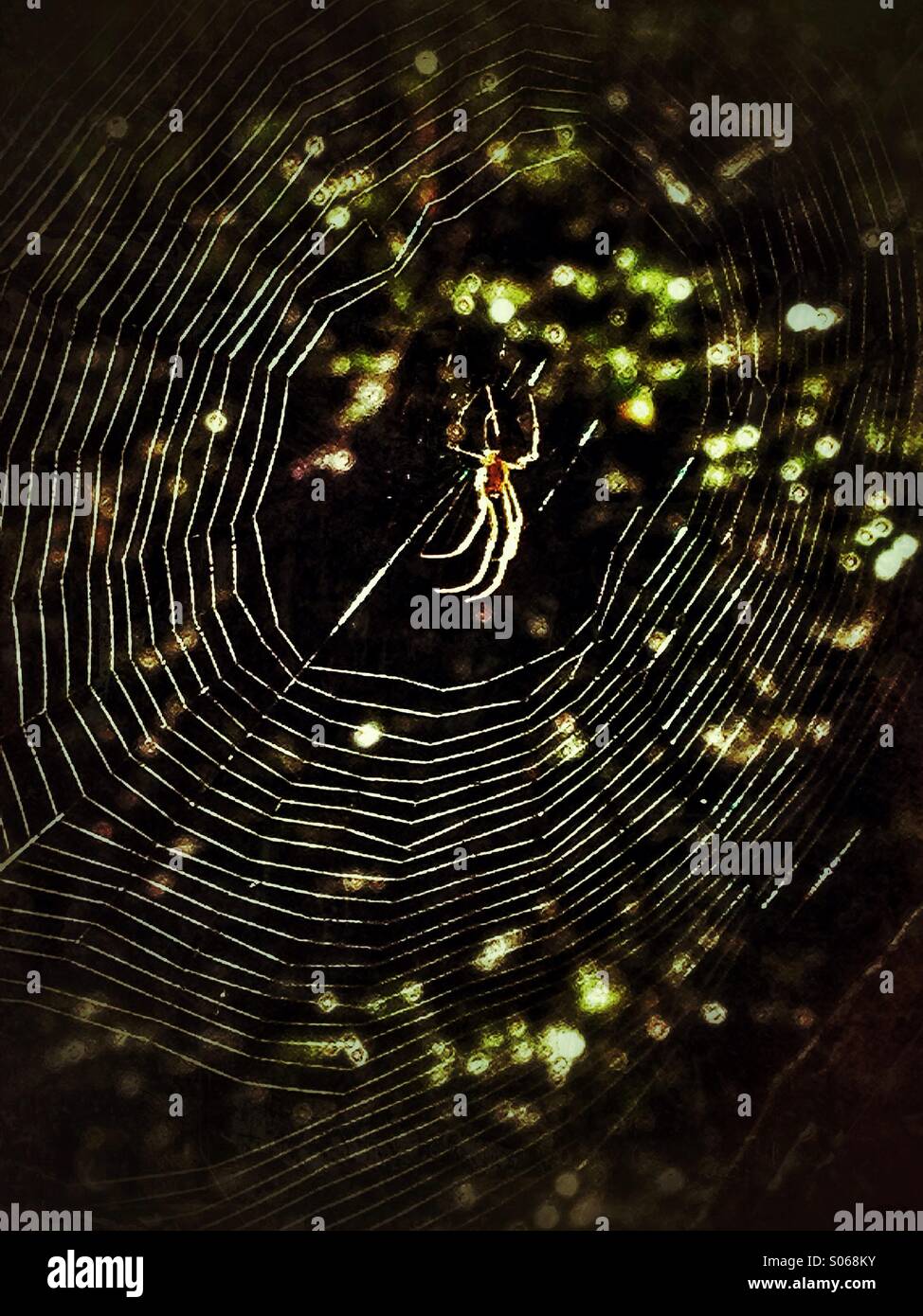 Spider and trees hi-res stock photography and images - Alamy