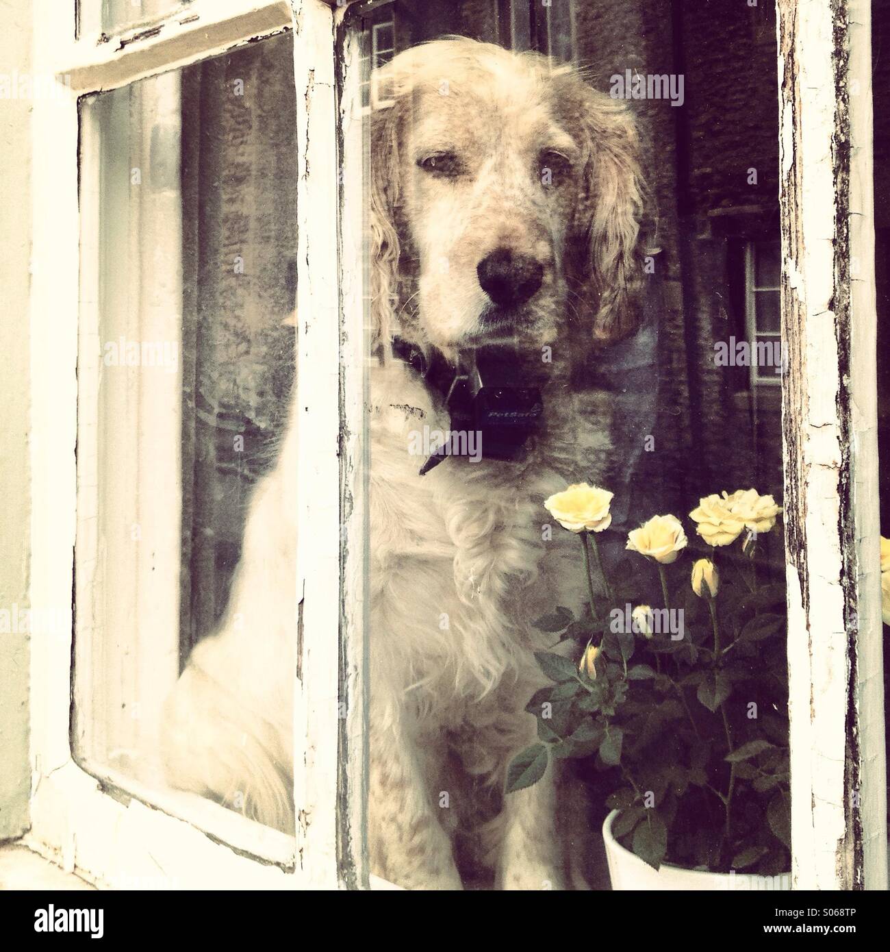 Dog sat in cottage window, England, UK Stock Photo - Alamy