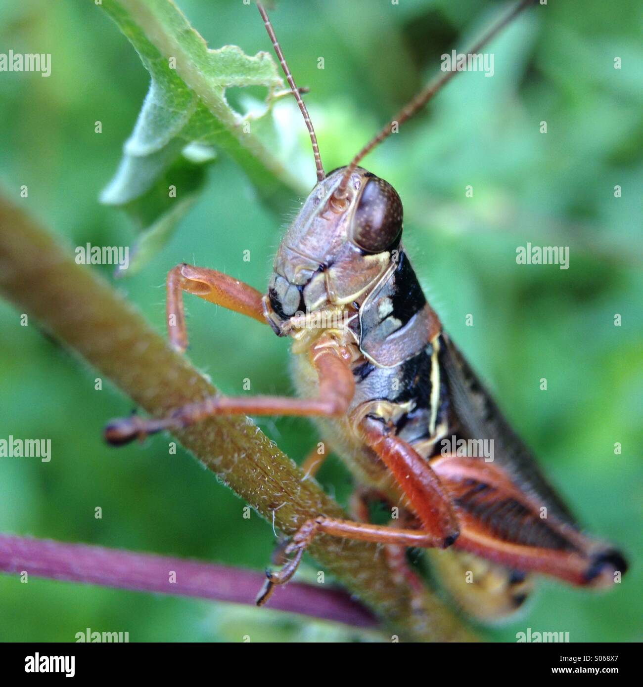 Red legged grasshopper hi-res stock photography and images - Alamy