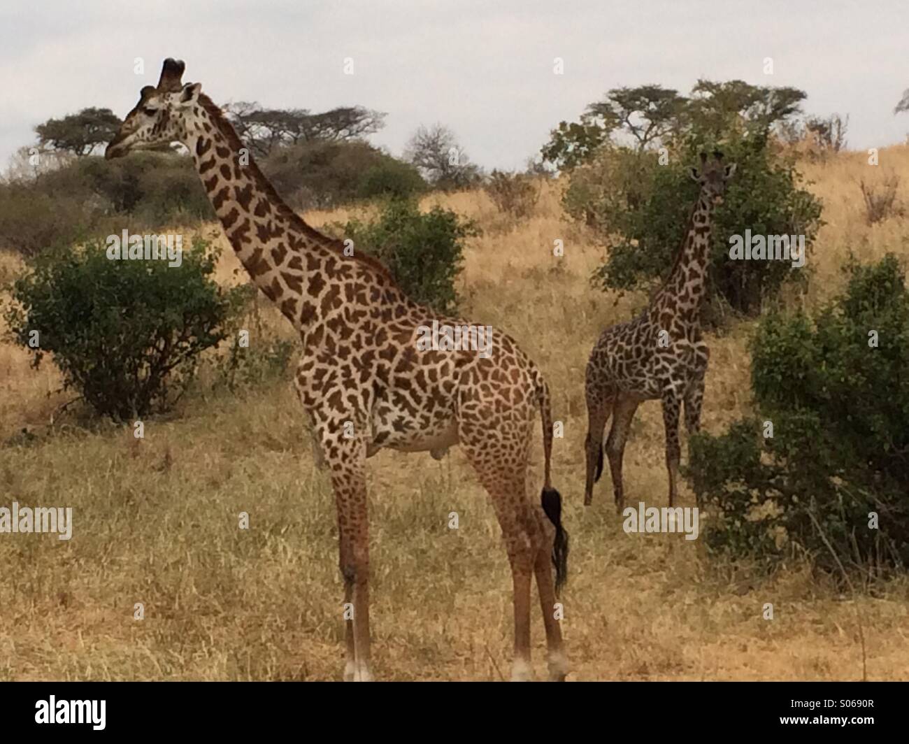 African plains hi-res stock photography and images - Alamy
