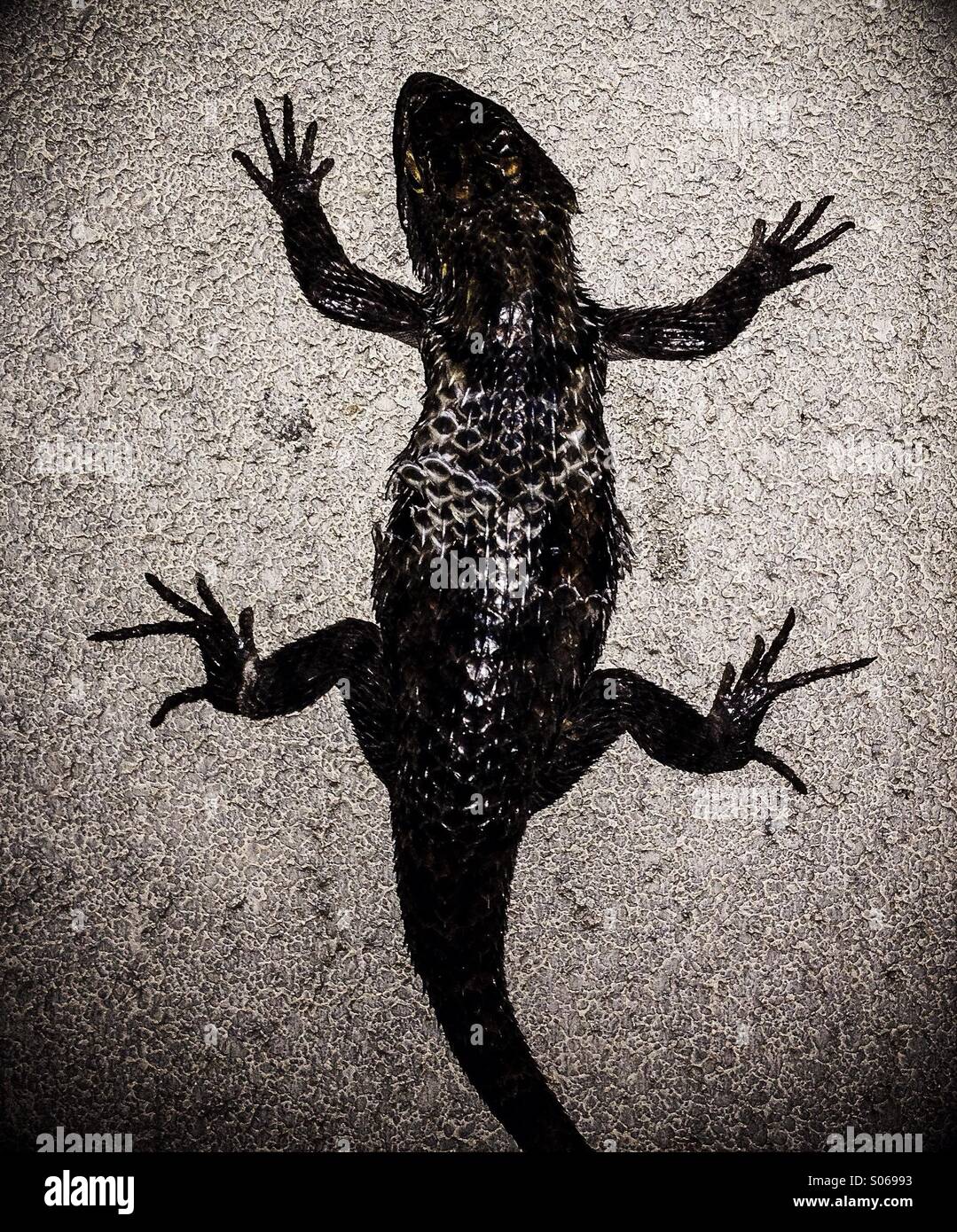 Lizard on a wall Stock Photo - Alamy