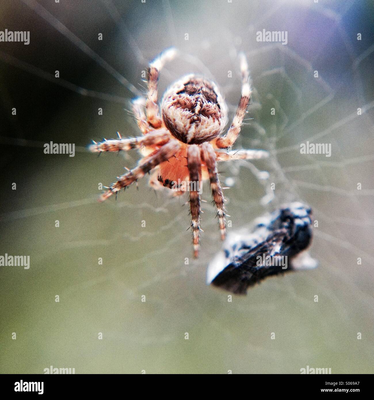 Close up of spider with prey Stock Photo - Alamy