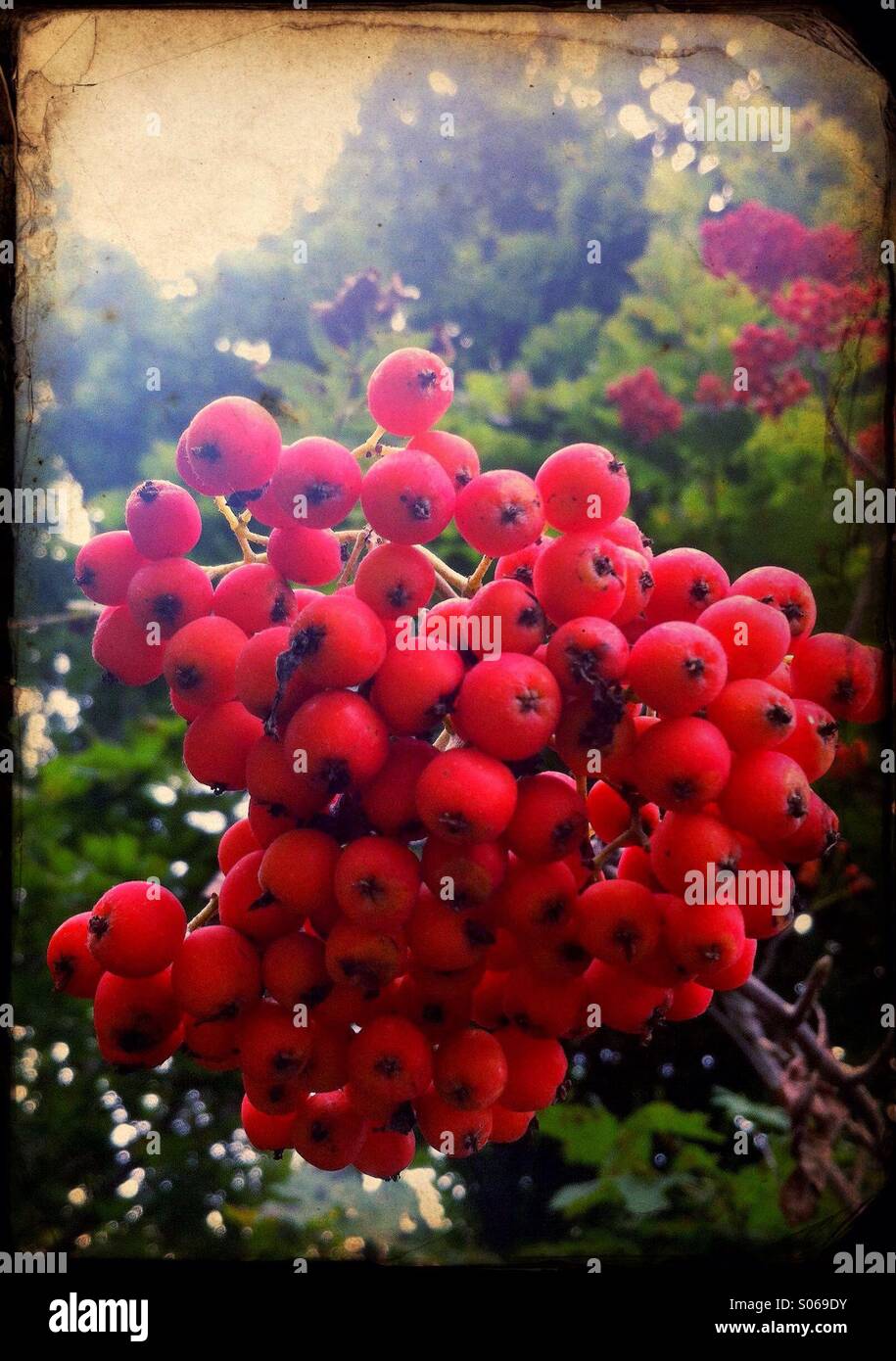 Rowanberry hi-res stock photography and images - Alamy