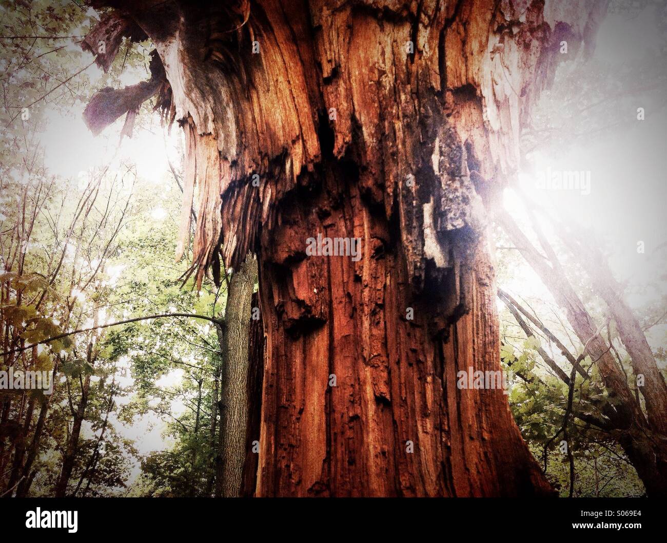 Rotten standing tree in forest Stock Photo - Alamy