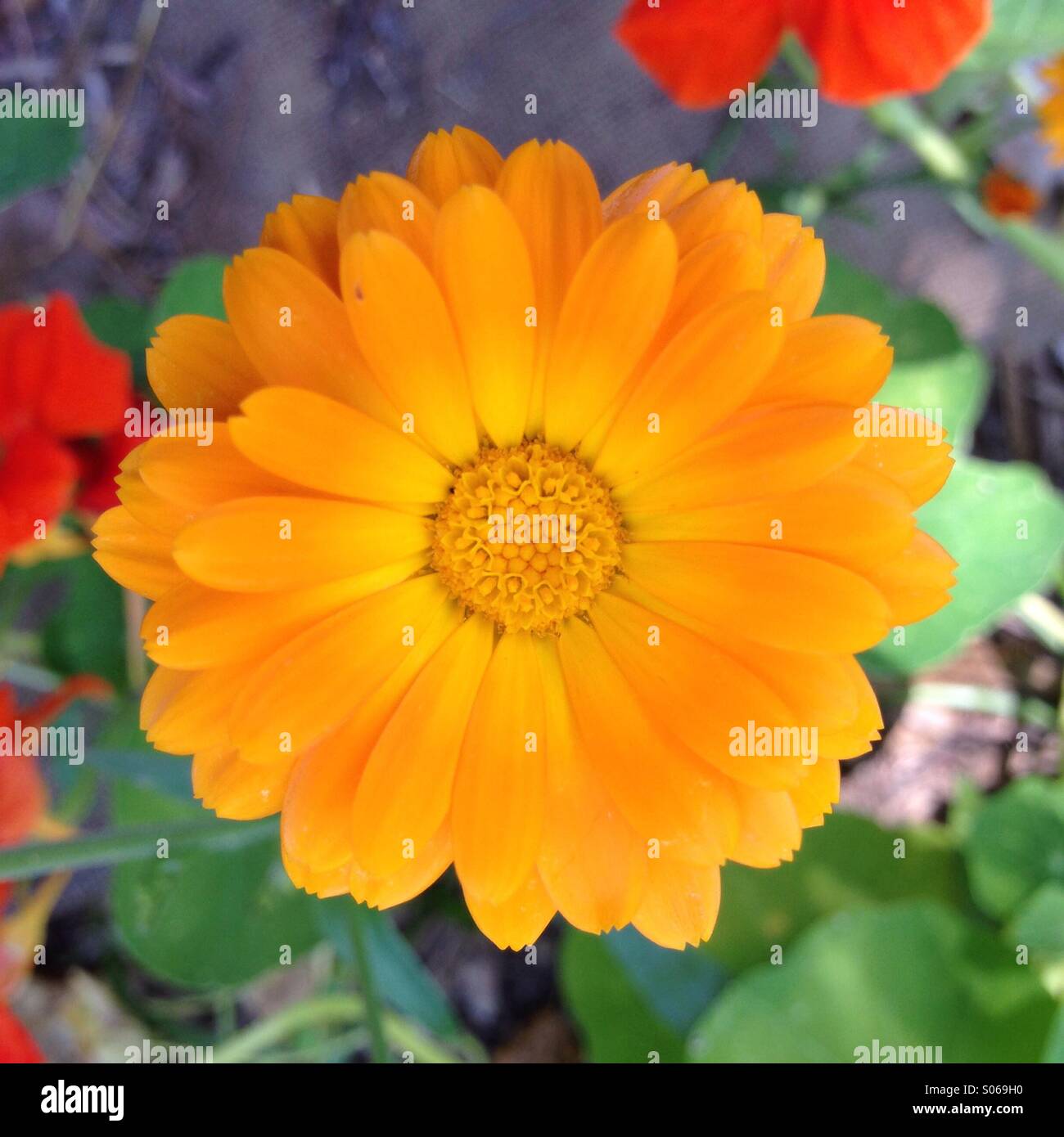 Pretty yellow-orange flower Stock Photo - Alamy
