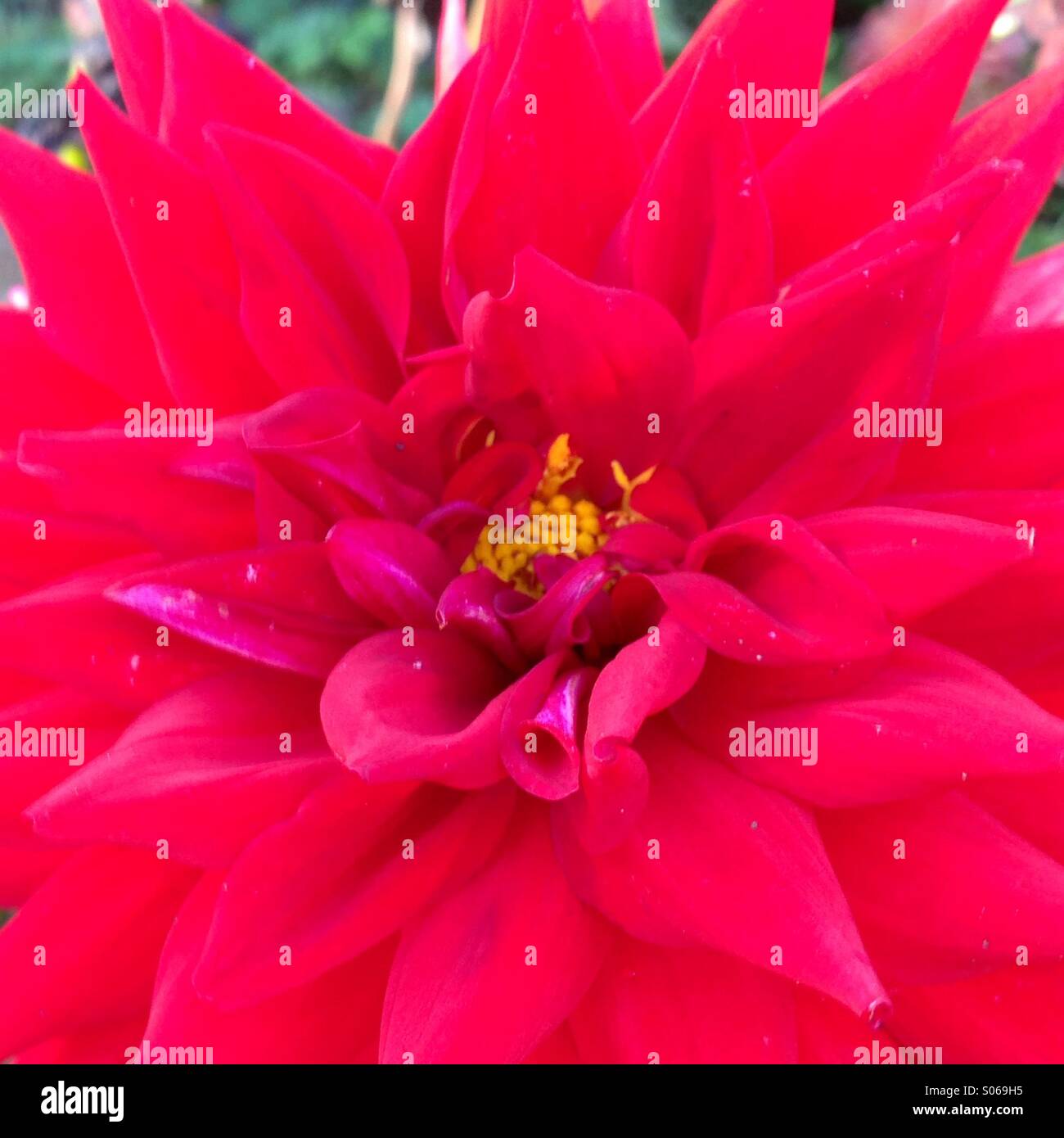 Luscious red hi-res stock photography and images - Alamy
