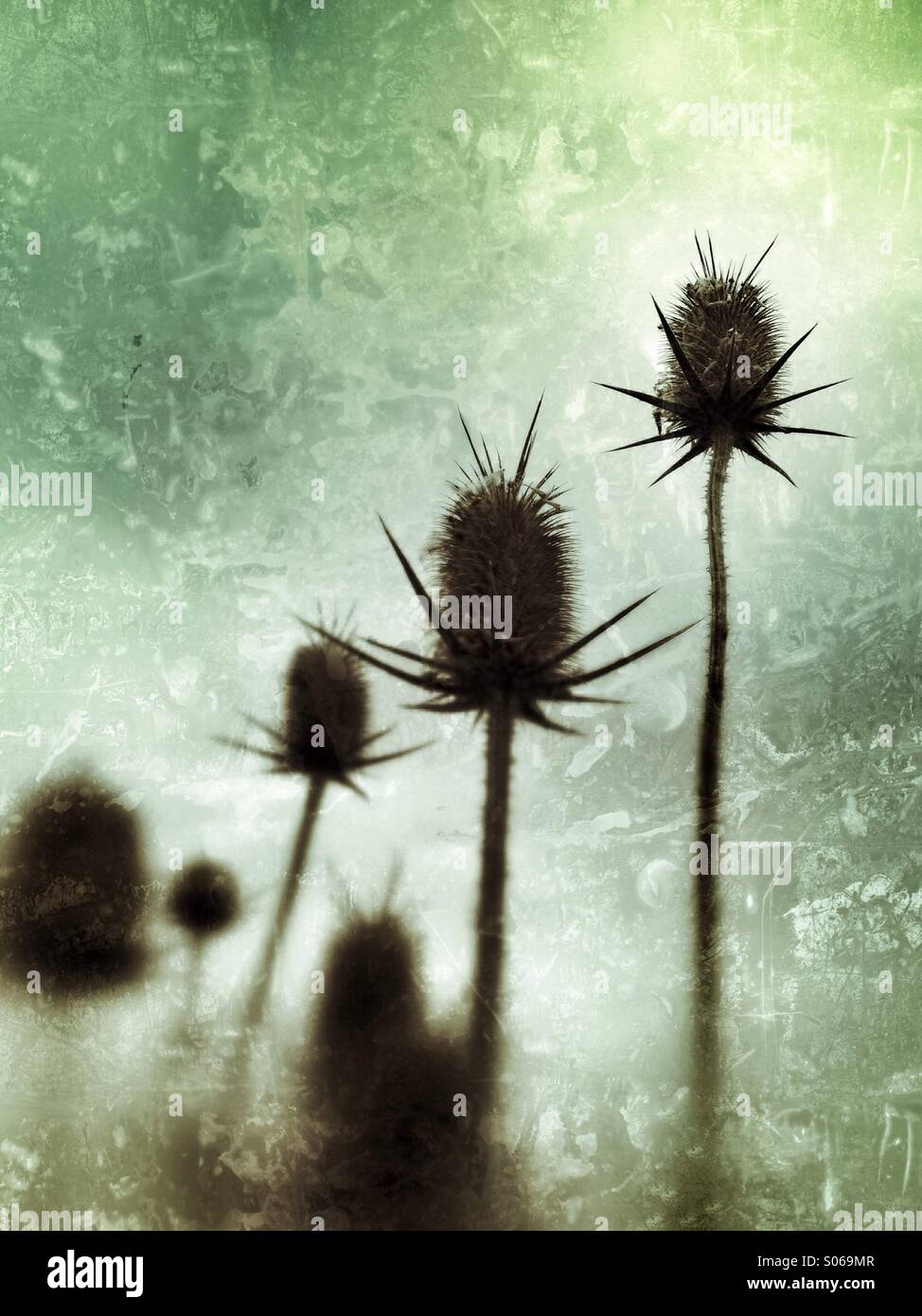 Dry weed pods reaching toward the sky Stock Photo - Alamy
