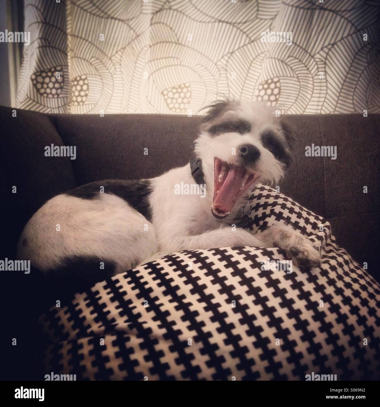 Dog yawning cute hi-res stock photography and images - Alamy
