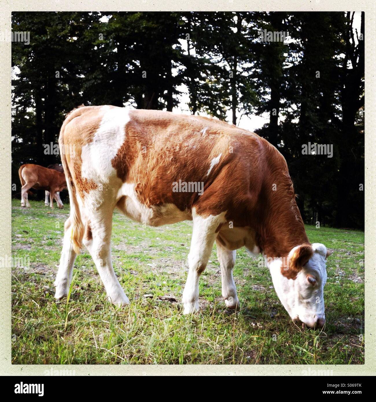 Animal outside hi-res stock photography and images - Alamy