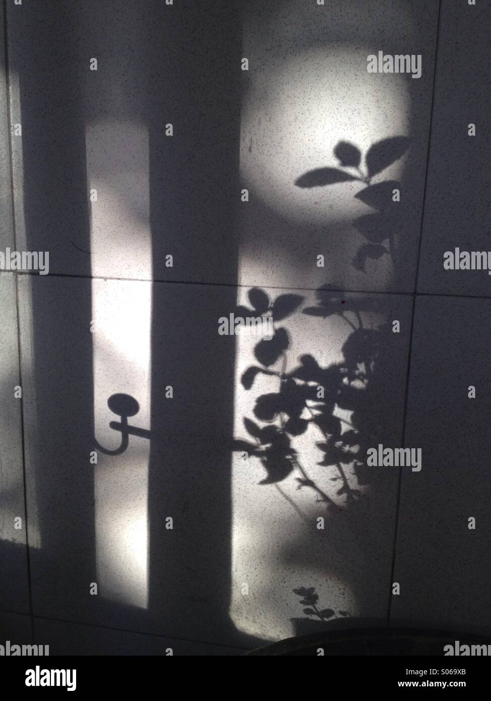 Plant with shadow hi-res stock photography and images - Alamy