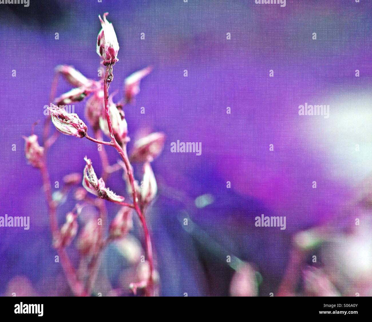 Stone crop seed heads Stock Photo - Alamy