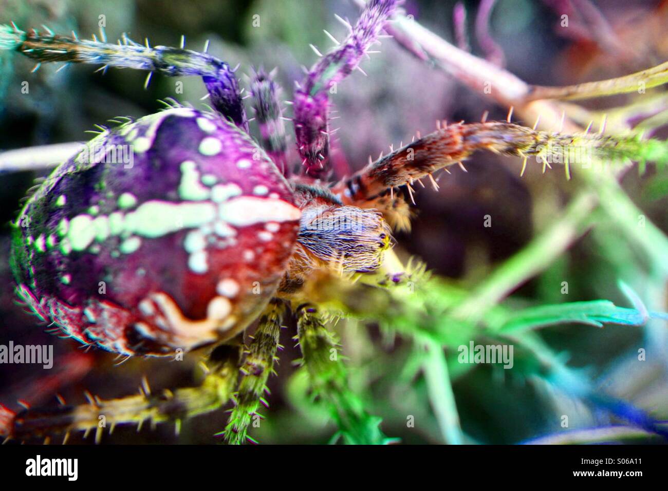 Rainbow effect on a garden spider Stock Photo - Alamy
