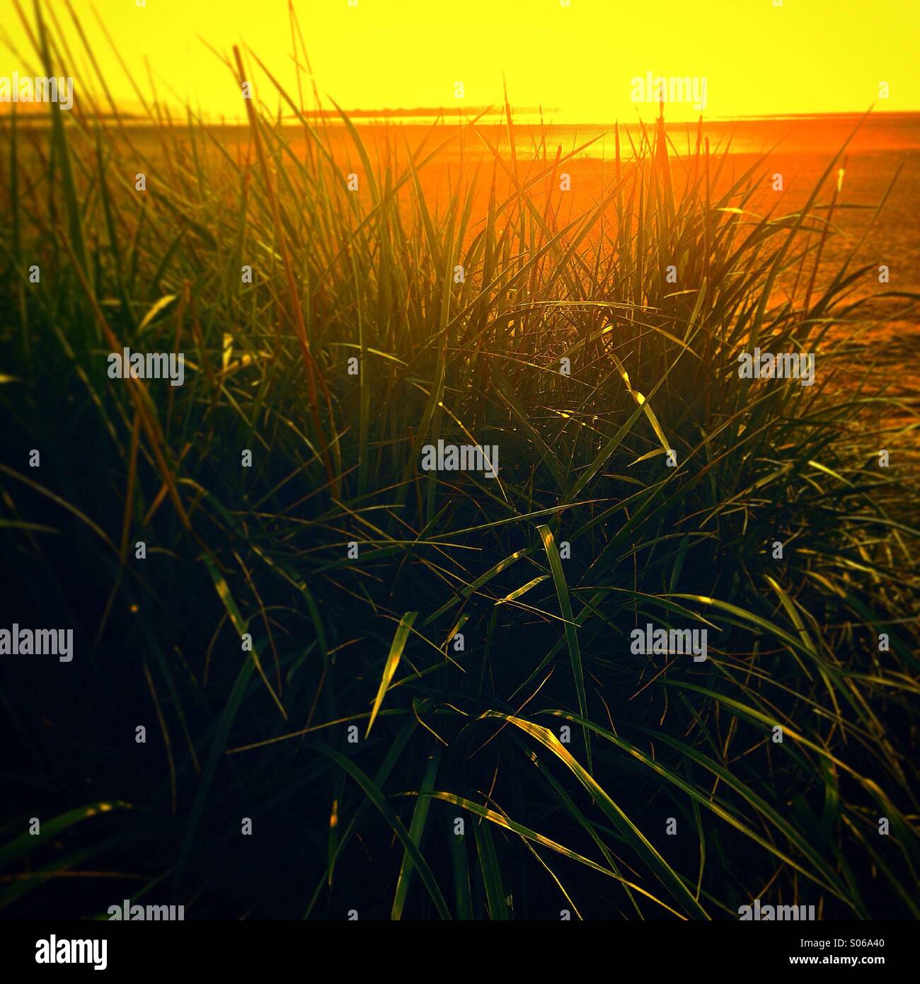Yellow Sea Grass High Resolution Stock Photography and Images - Alamy