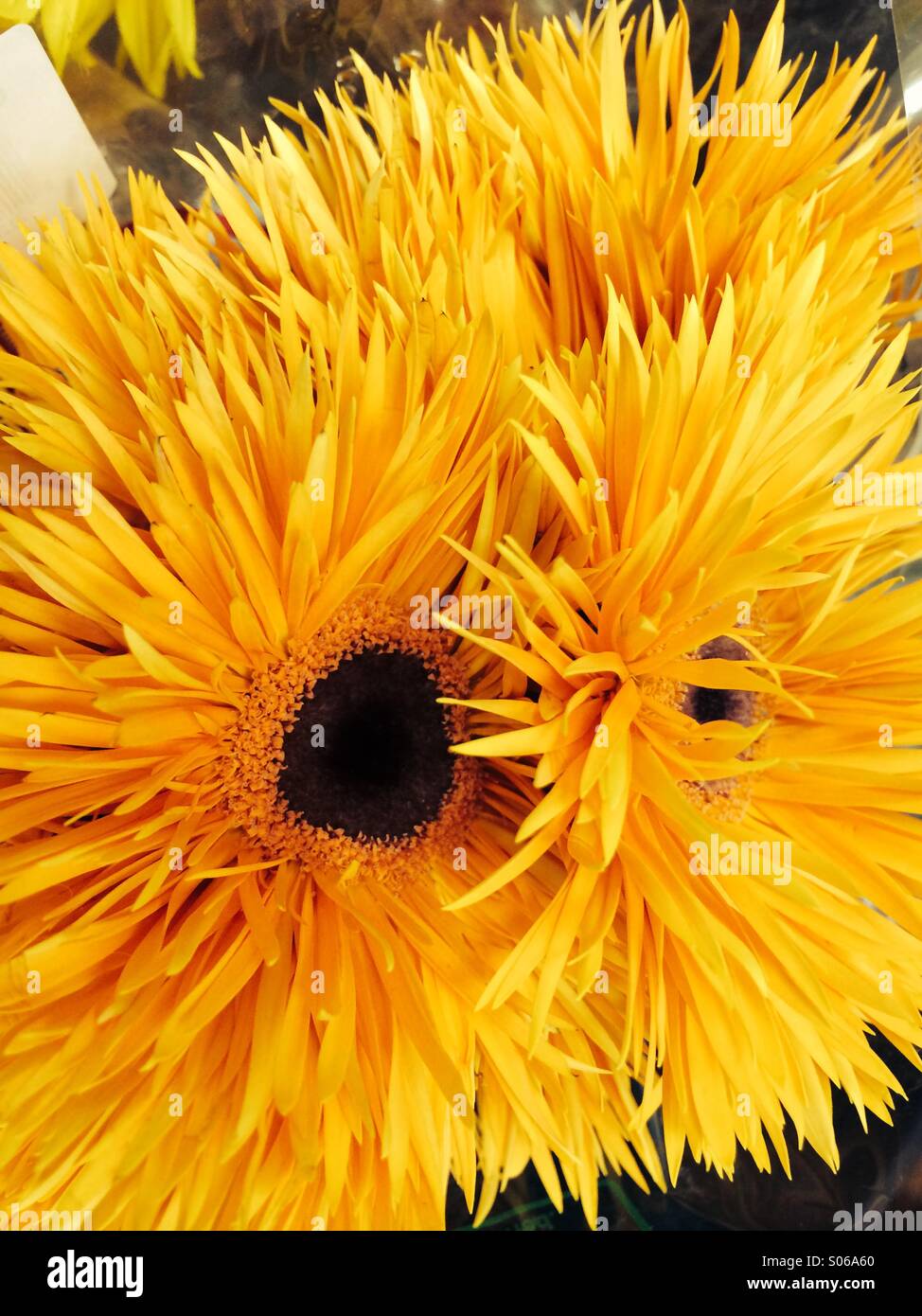 Beautiful mango flower hi-res stock photography and images - Alamy
