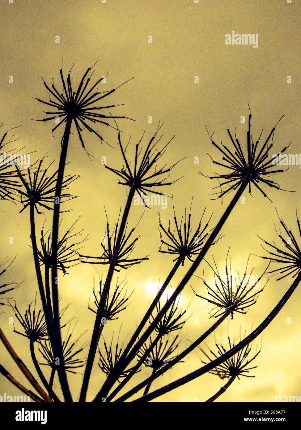Giant Hogweed flower head Stock Photo - Alamy