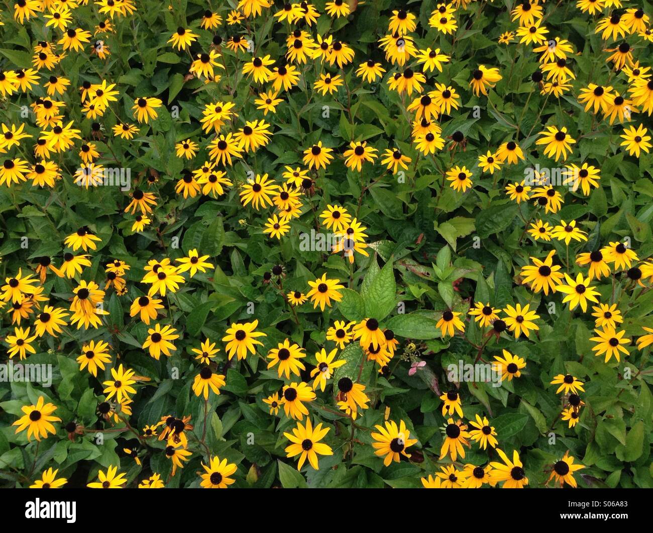 Yellow rudbeckia Flower Stock Photo - Alamy