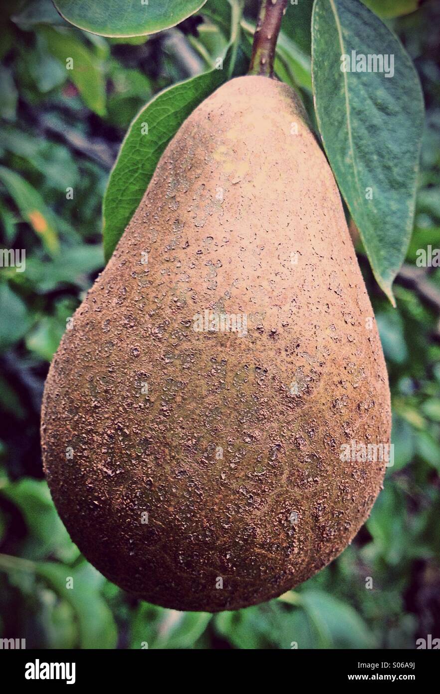 Conference pear tree hi-res stock photography and images - Alamy