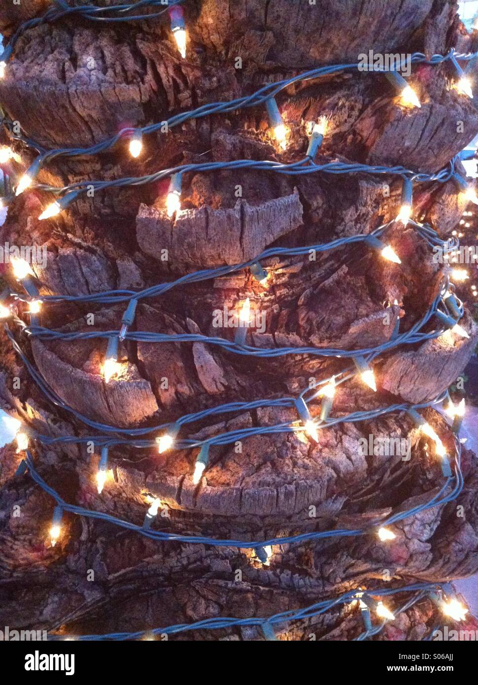 Lights wrapped around a tree trunk Stock Photo - Alamy