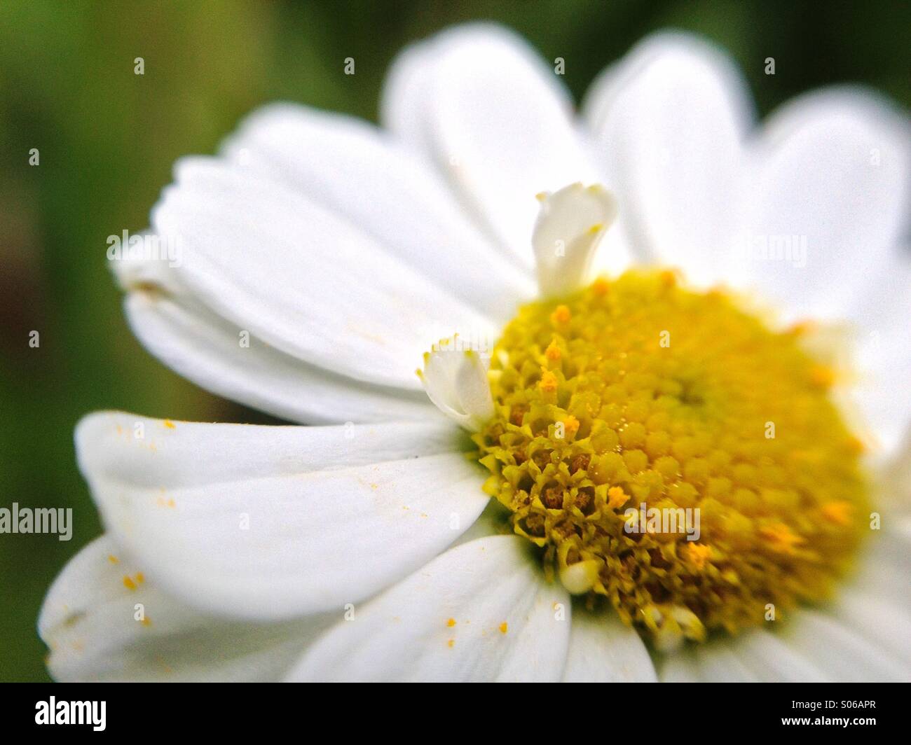 Macro view of a daisy Stock Photo - Alamy