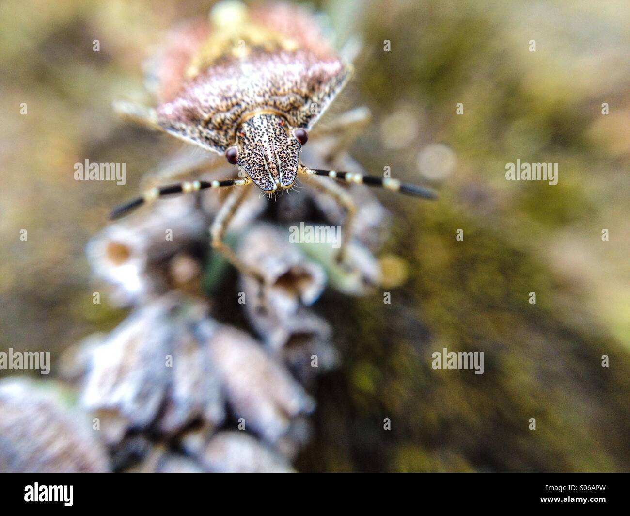 Shield beatle hi-res stock photography and images - Alamy